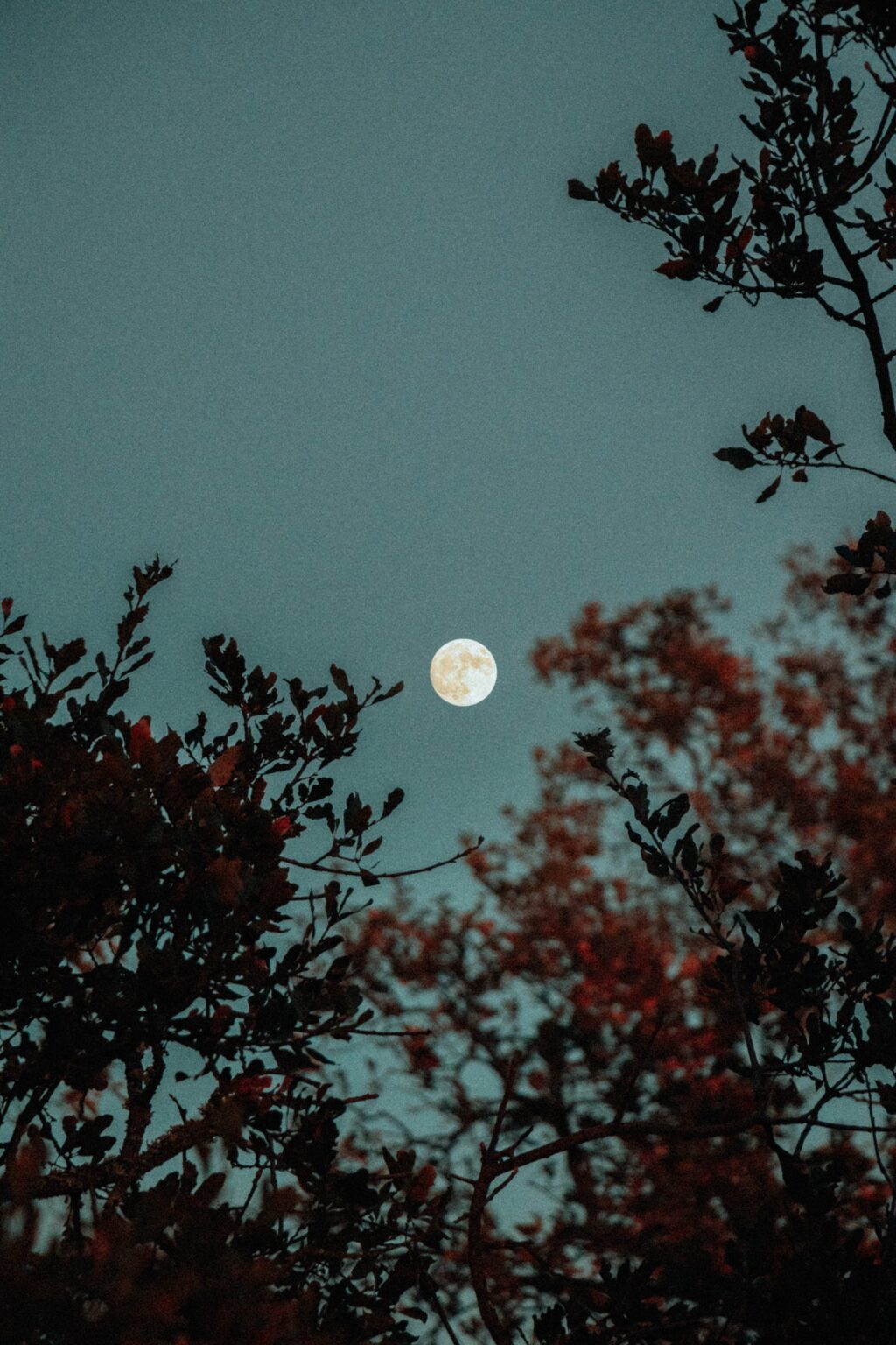 Self-Reflection and Connection Rituals for a Full Moon - maia