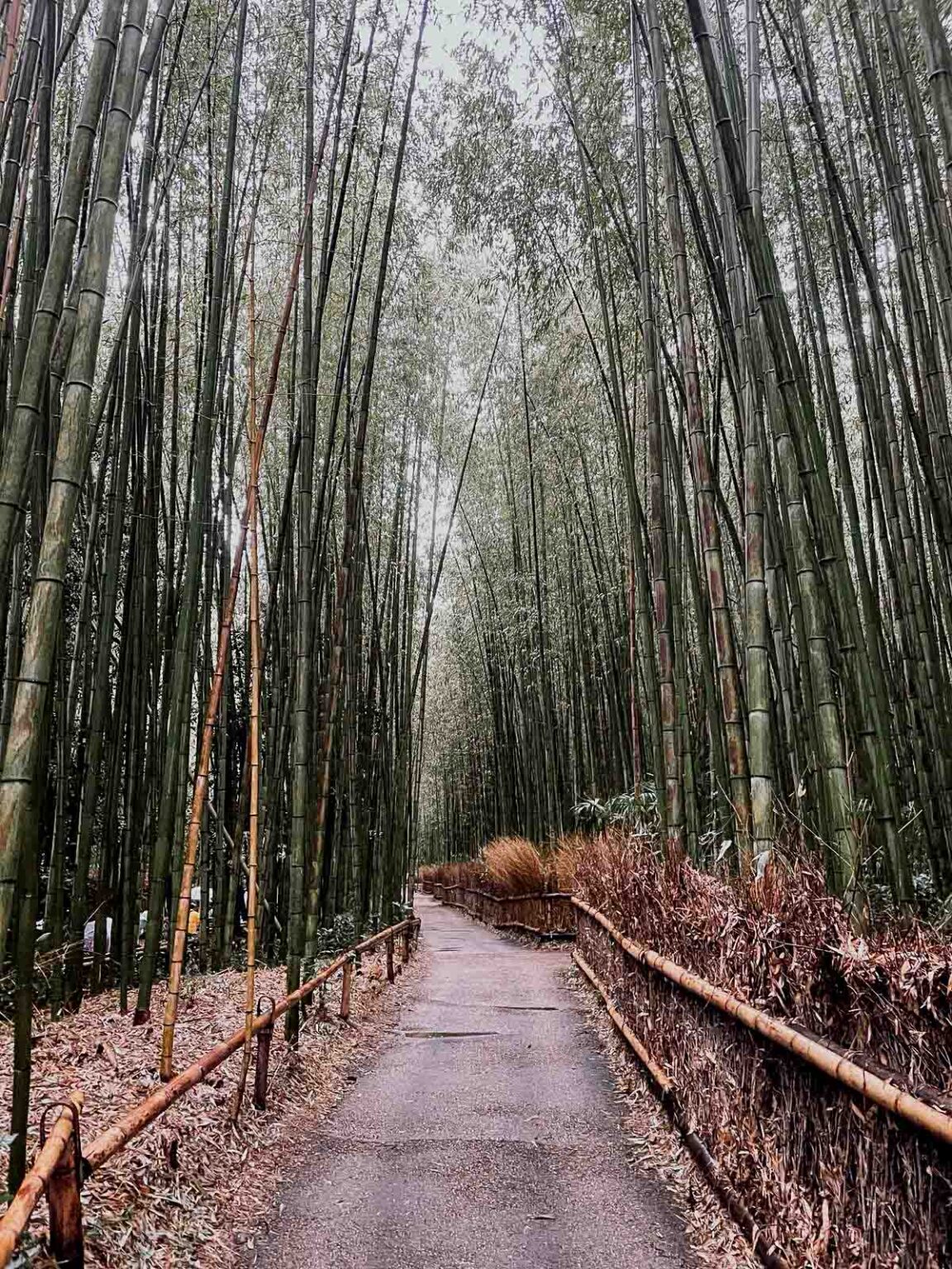 Maia Conscious Living - maia