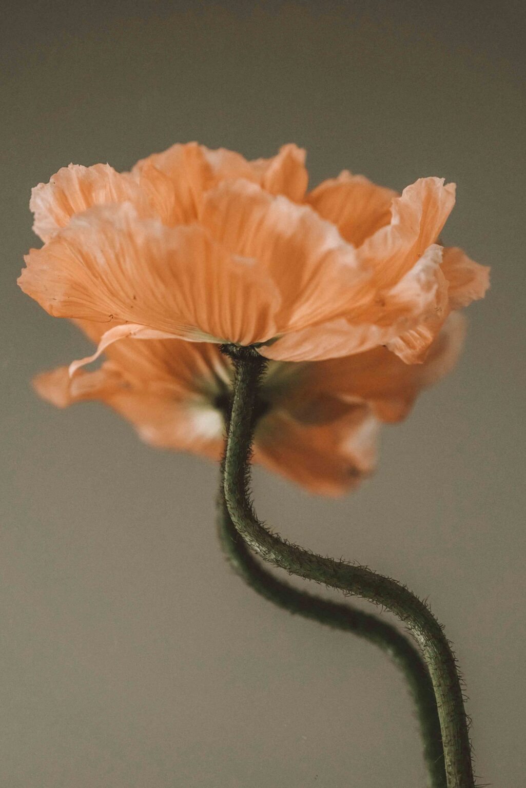 Maia Conscious Living - maia